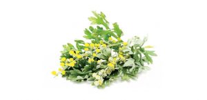 Pelinul este eficient, dar trebui folosit cu moderație